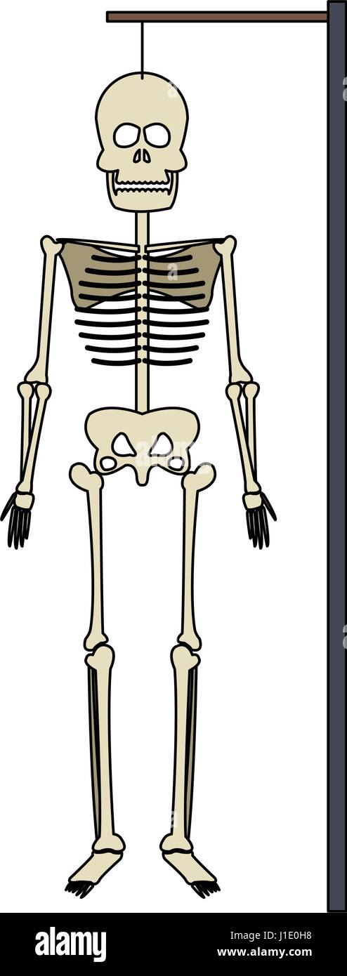 human skeleton icon image Stock Vector Image & Art - Alamy