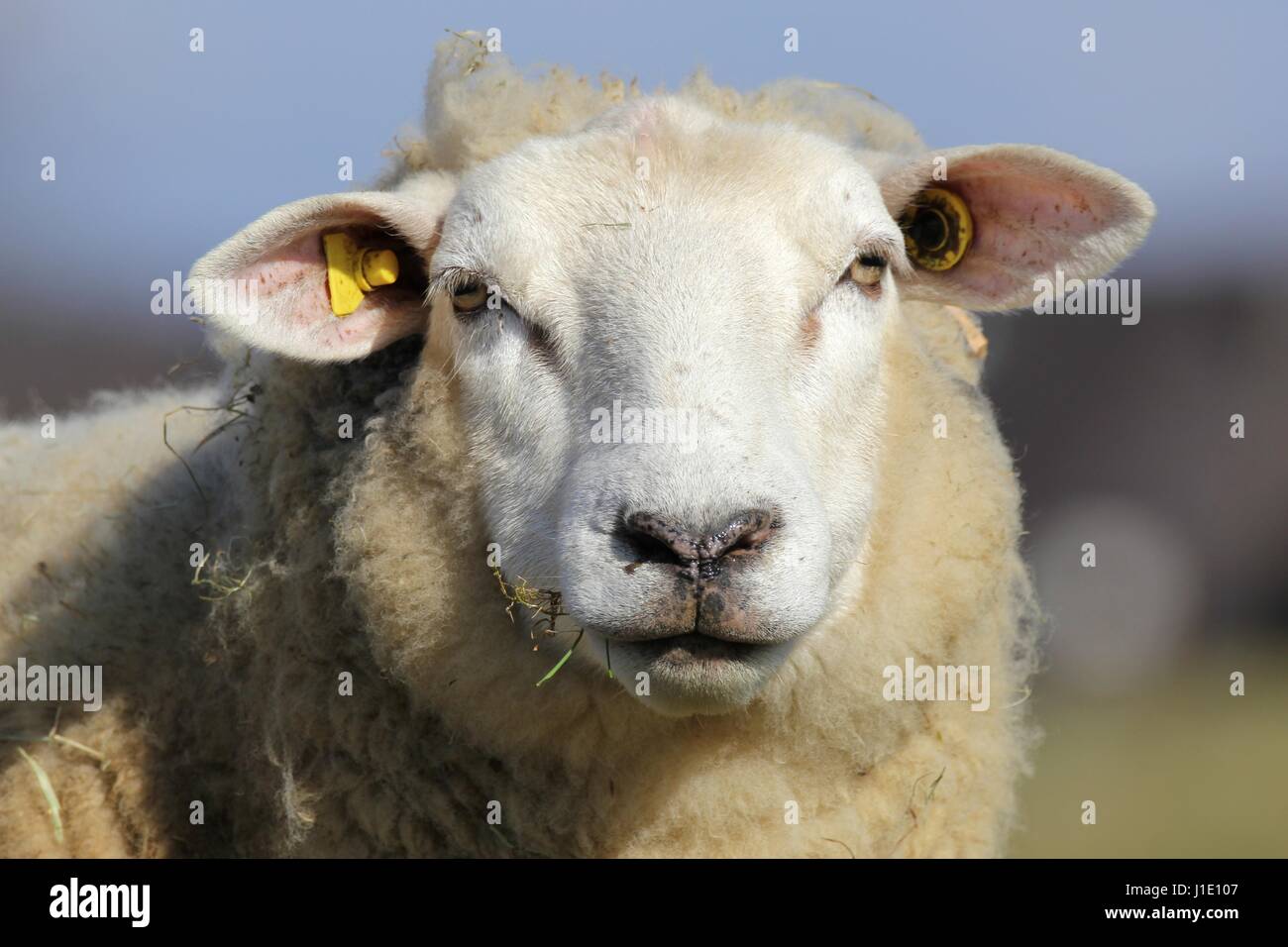 sheep looking into camera Stock Photo - Alamy