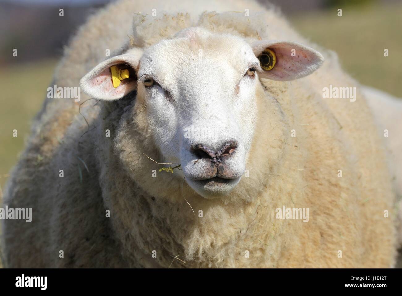 Sheep looking to camera hi-res stock photography and images - Alamy