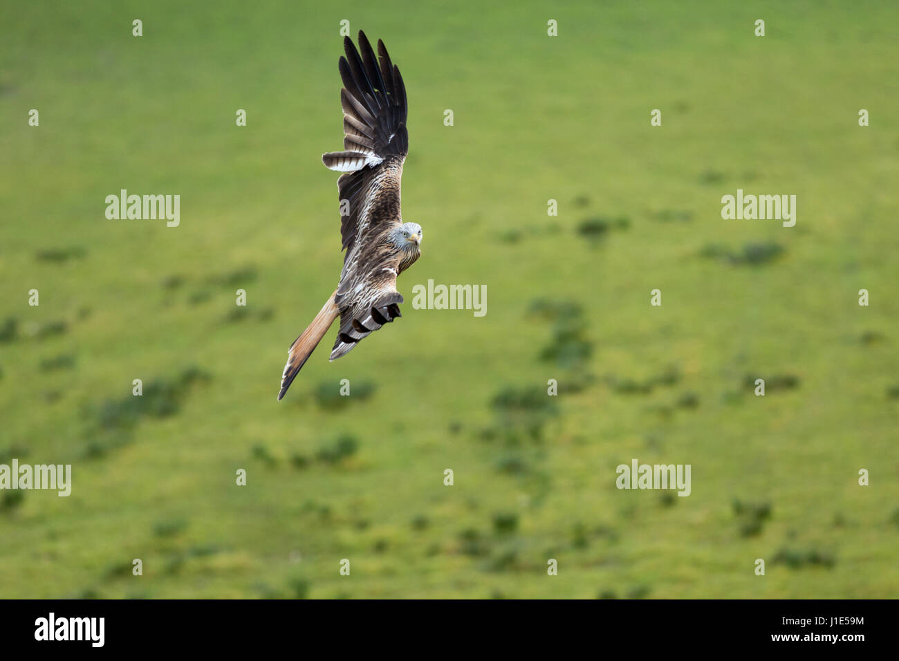 Bird swooping hi-res stock photography and images - Alamy