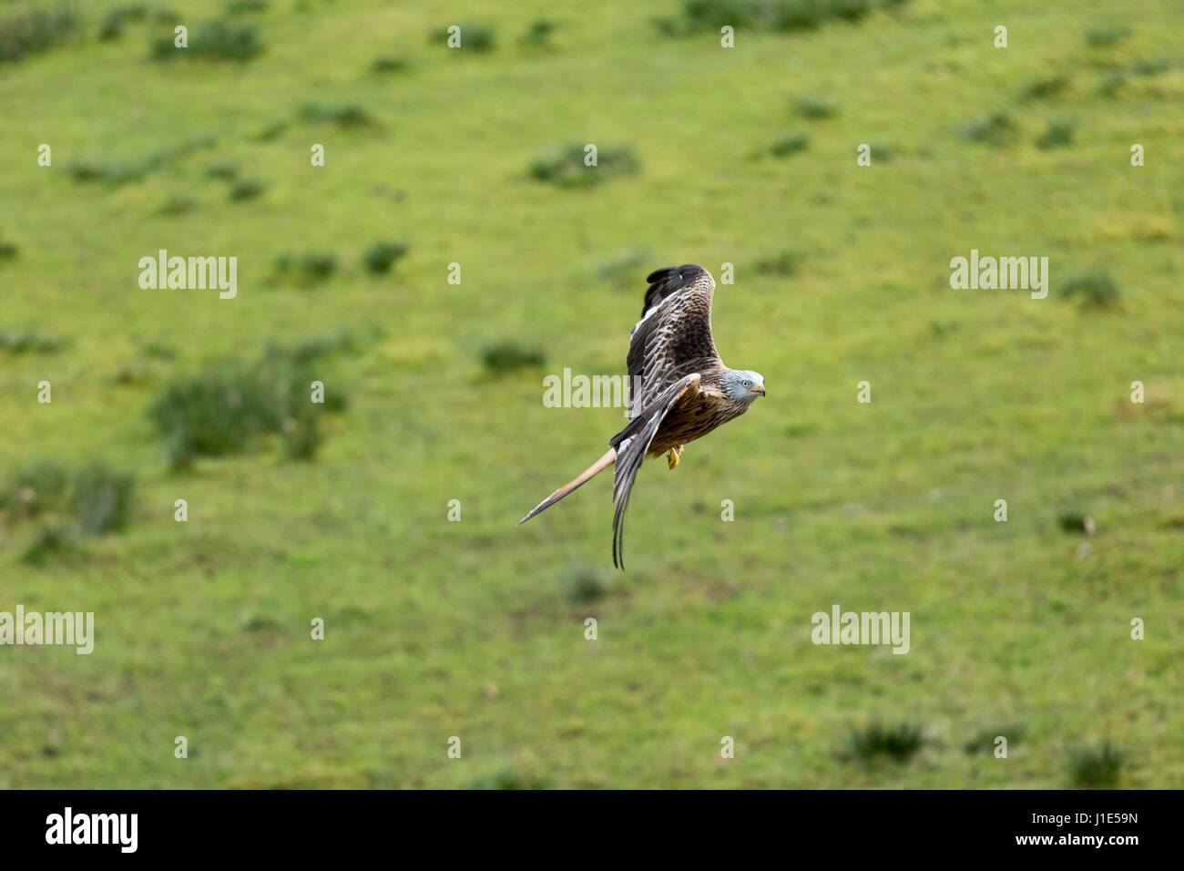 Food programmes hi-res stock photography and images - Alamy