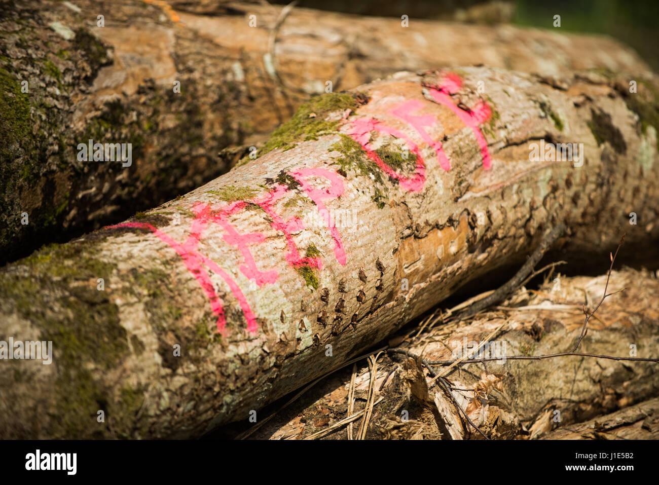 Hooke Park, Dorset, UK. 20th Apr, 2017. Keep off spray painted onto log ...