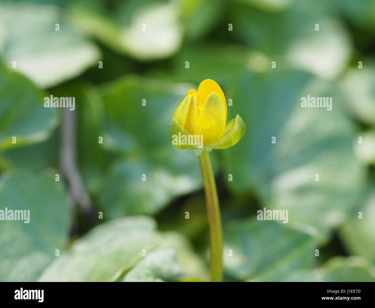 Buttercup closeup hi-res stock photography and images - Alamy