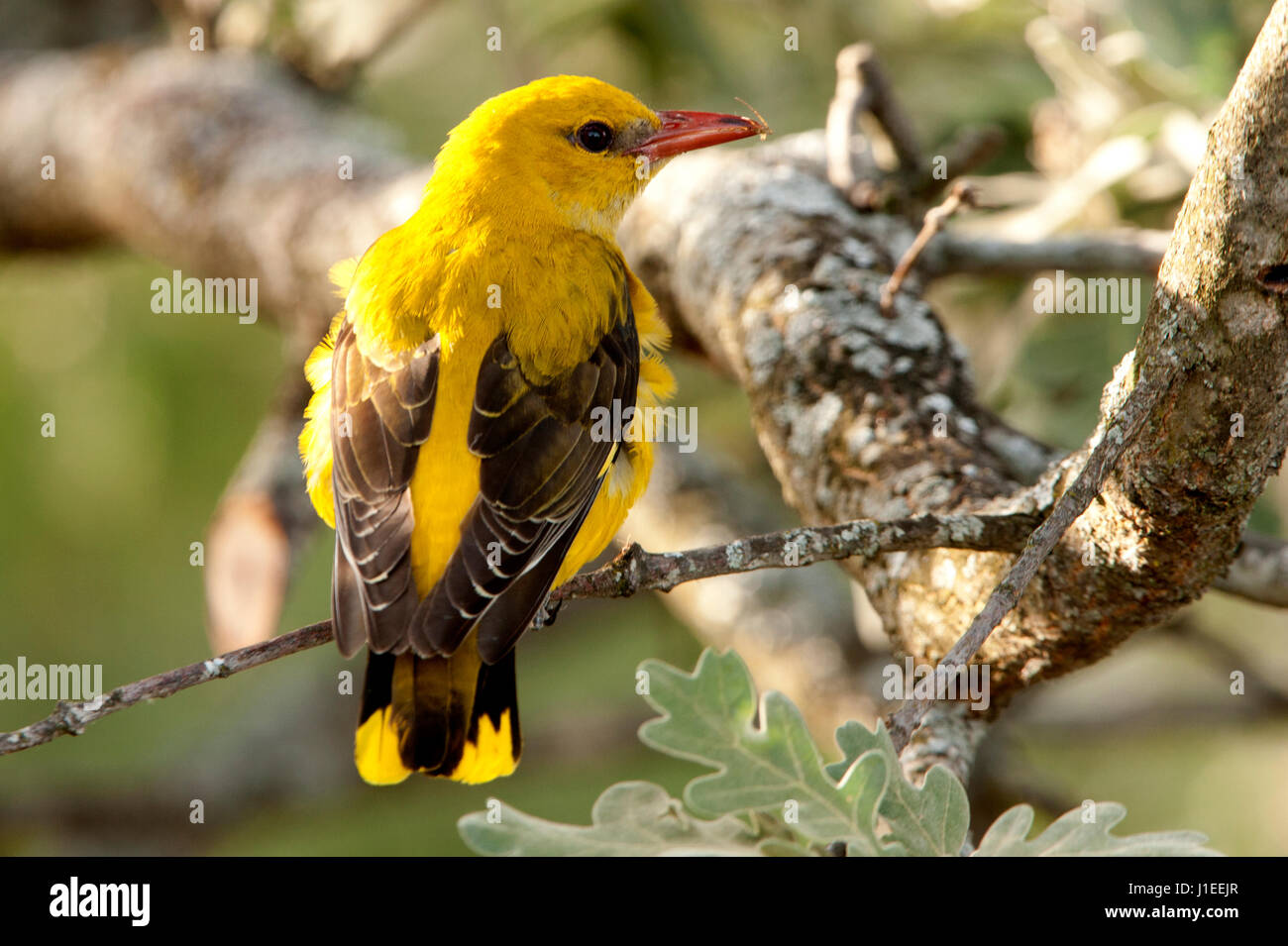 Fig oriole hi-res stock photography and images - Alamy