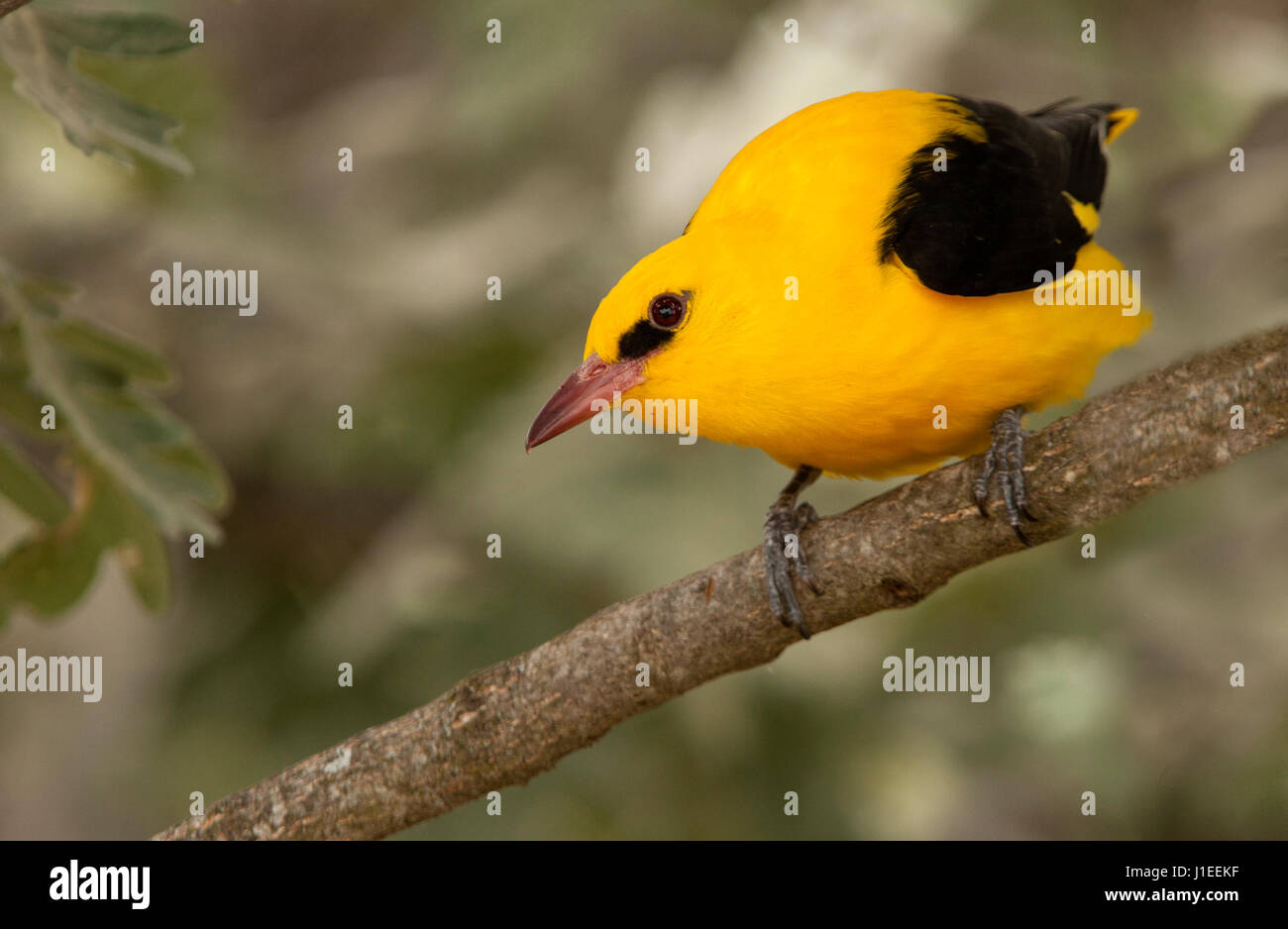Fig oriole hi-res stock photography and images - Alamy