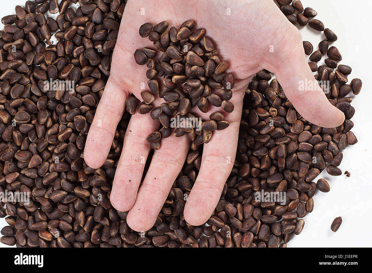 pine nuts in hands and a scattering of pine nuts Stock Photo - Alamy