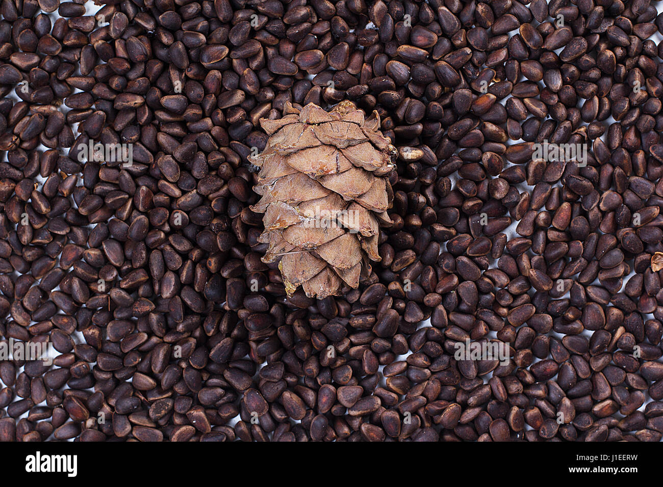 Siberian taiga cedar cones hi-res stock photography and images - Alamy