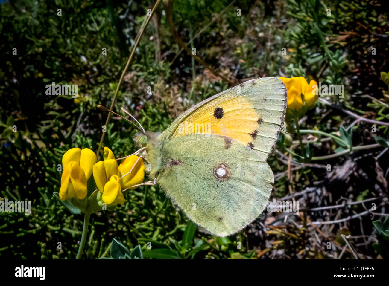 A clouded yellow butterfly in Menorca Stock Photo - Alamy