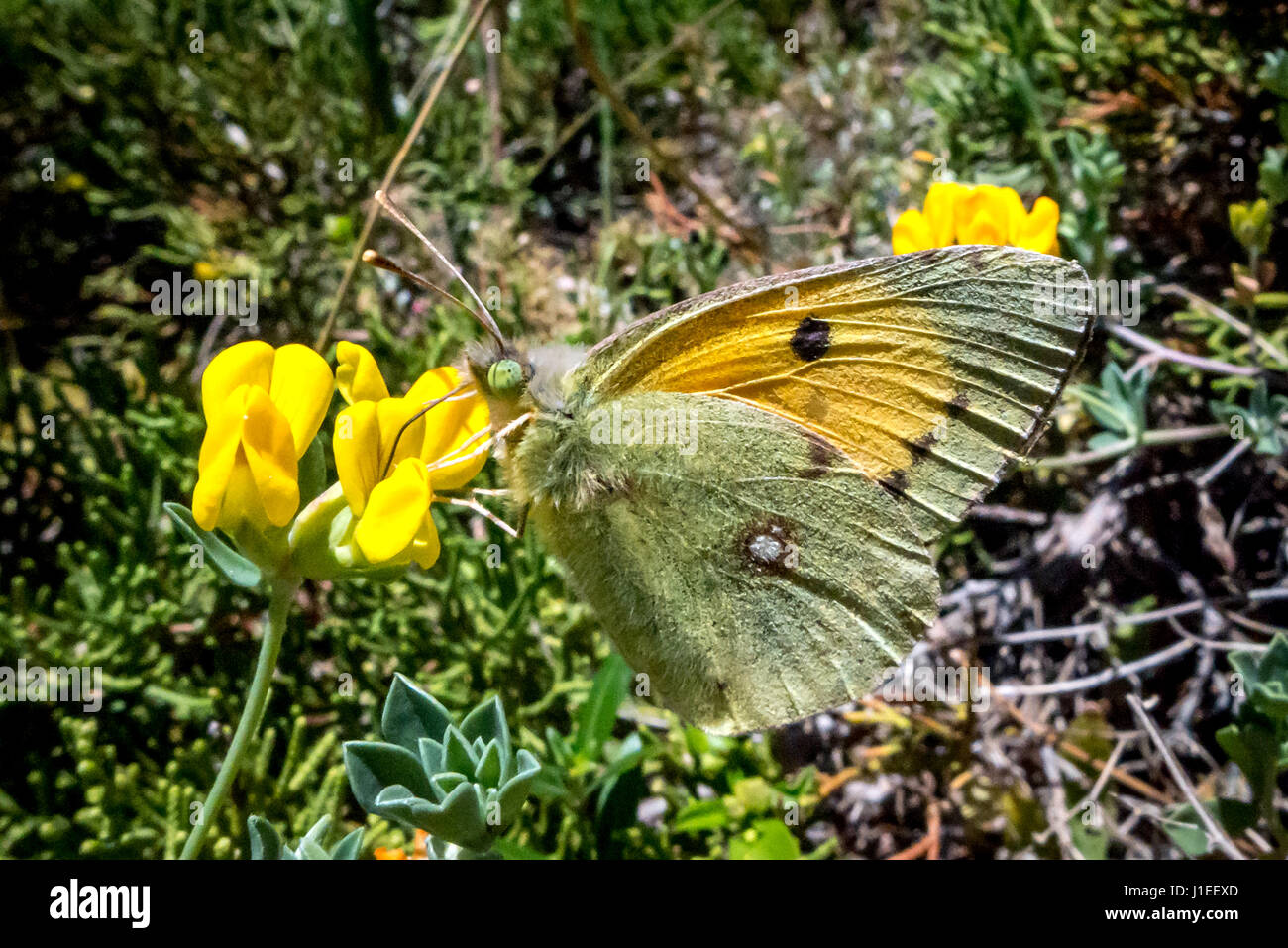 A clouded yellow butterfly in Menorca Stock Photo - Alamy