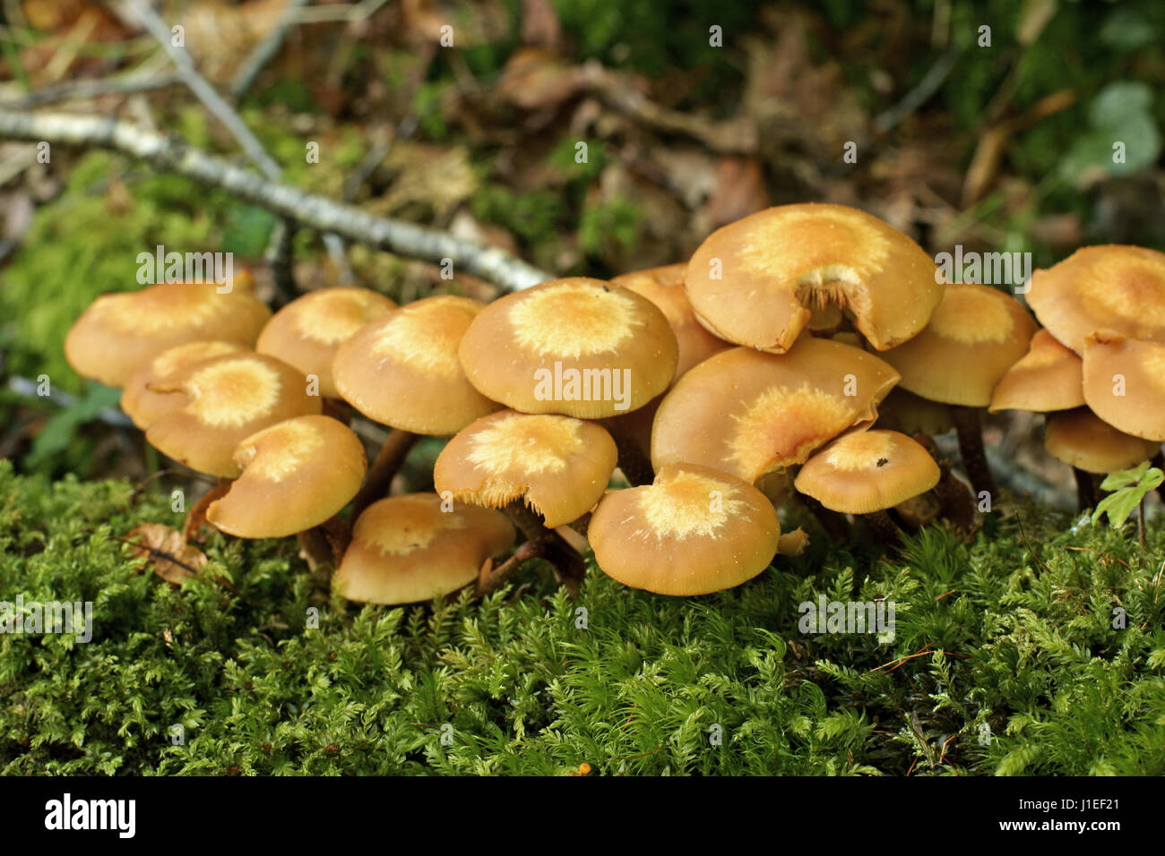 Mutabilis hi-res stock photography and images - Alamy
