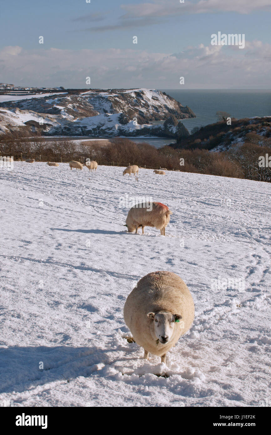 Sony sheep hi-res stock photography and images - Alamy