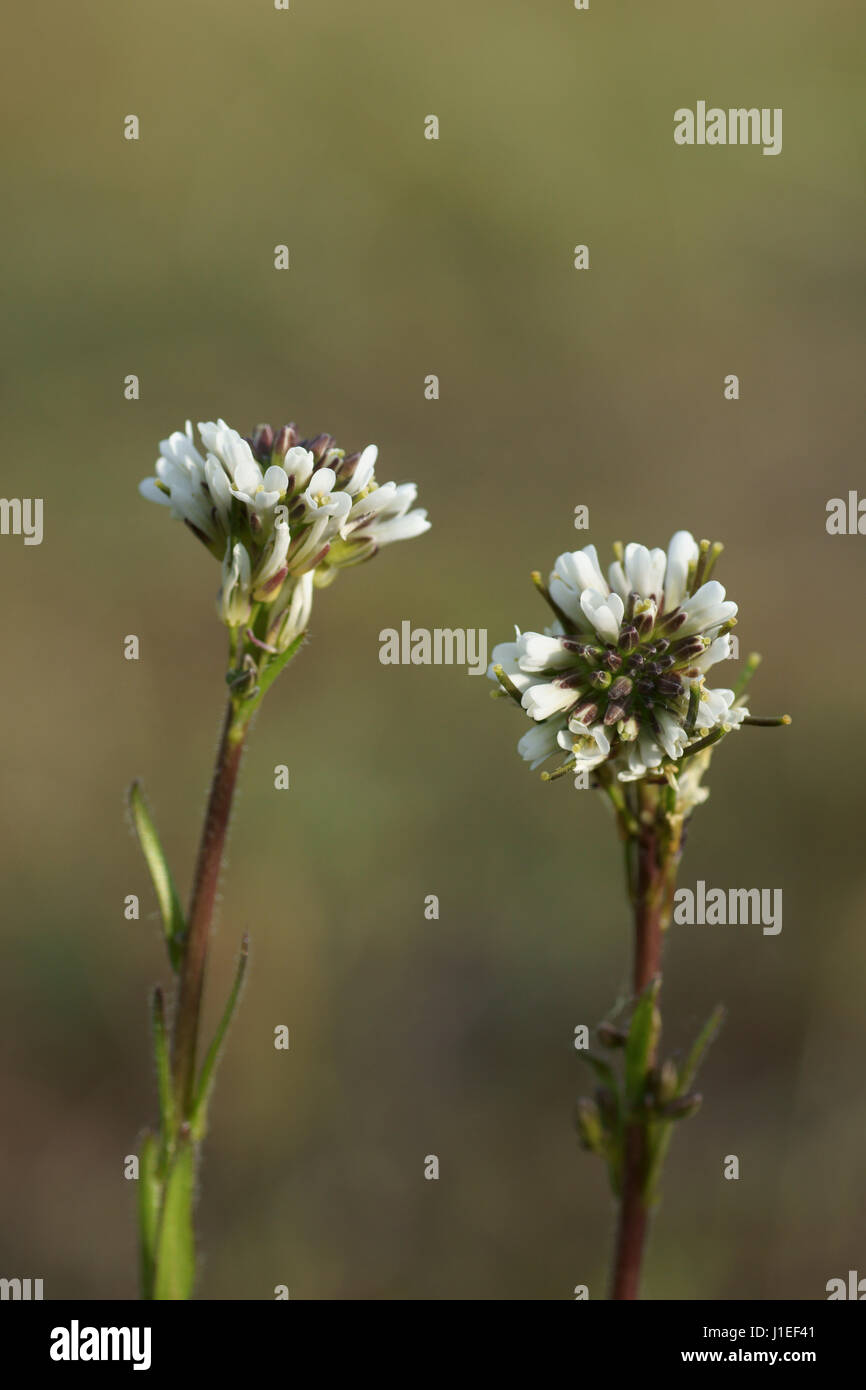 Bursera hi-res stock photography and images - Alamy