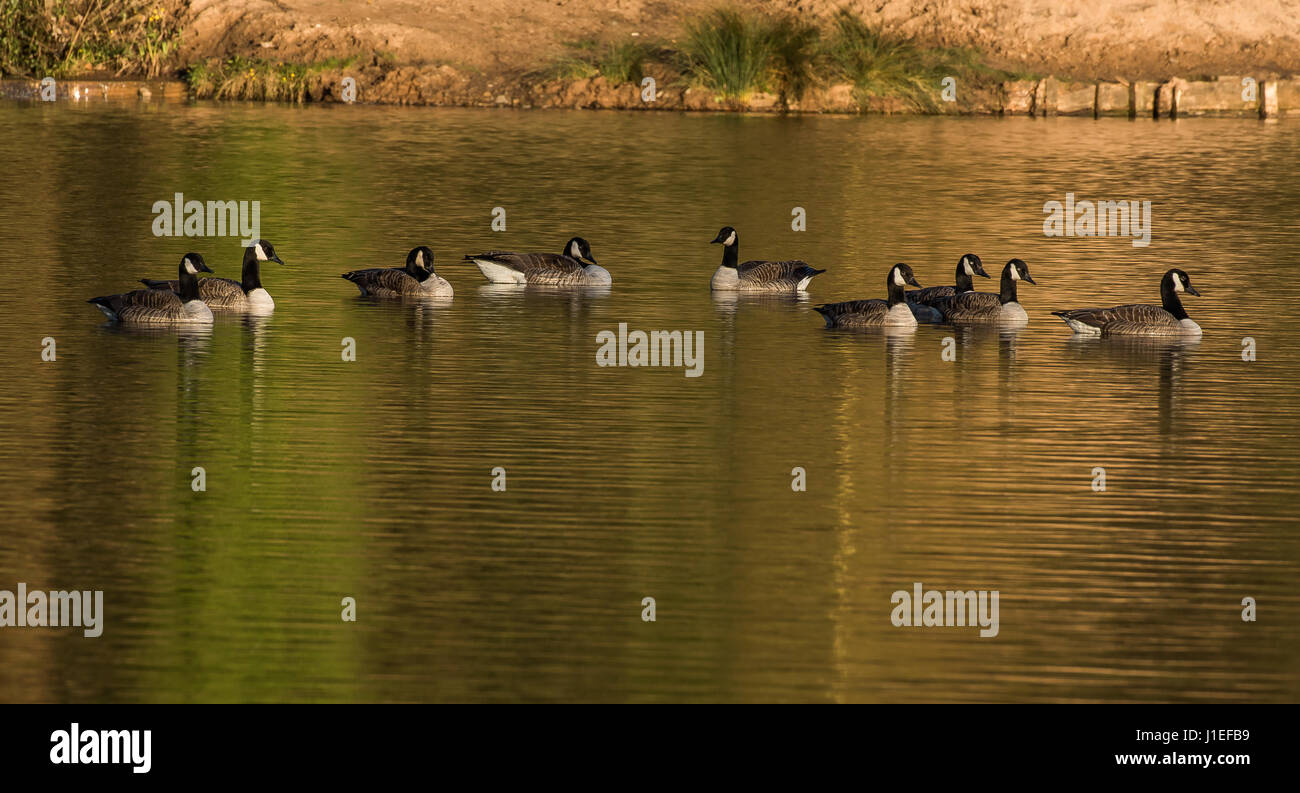 Rowley lake hi-res stock photography and images - Alamy