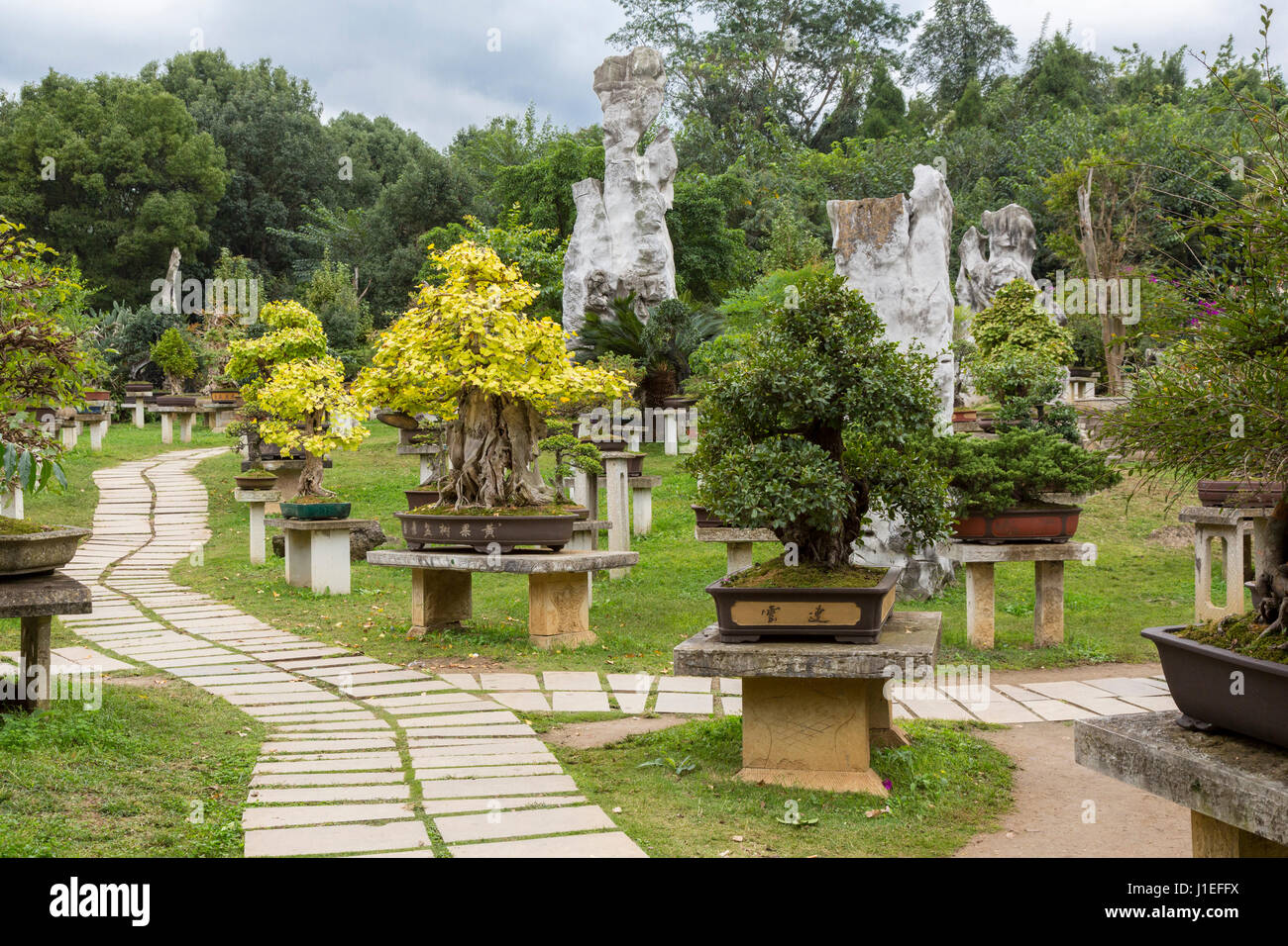 Old chinese tree hi-res stock photography and images - Alamy