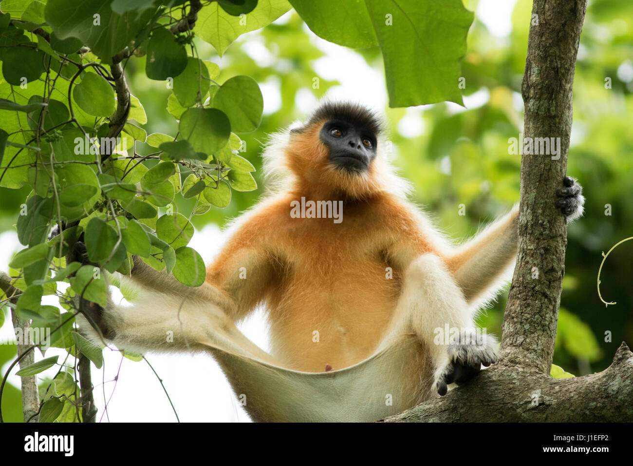 Capped Langur (Trachypitheus pileatus), locally called Mukh Pora ...