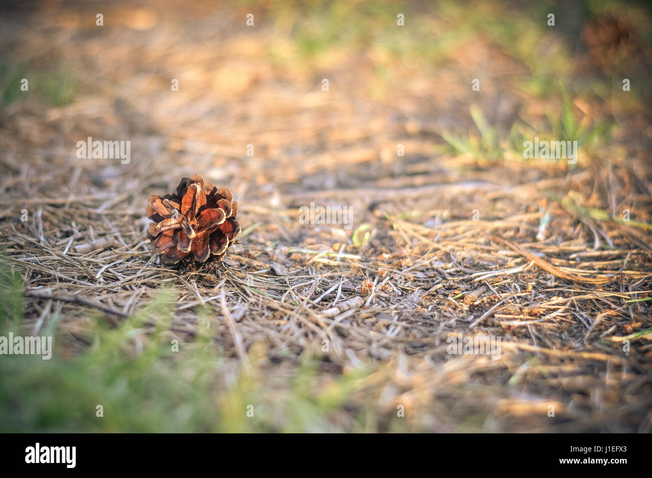 Pine cone lying on the ground of a Latvian forest during early autumn ...