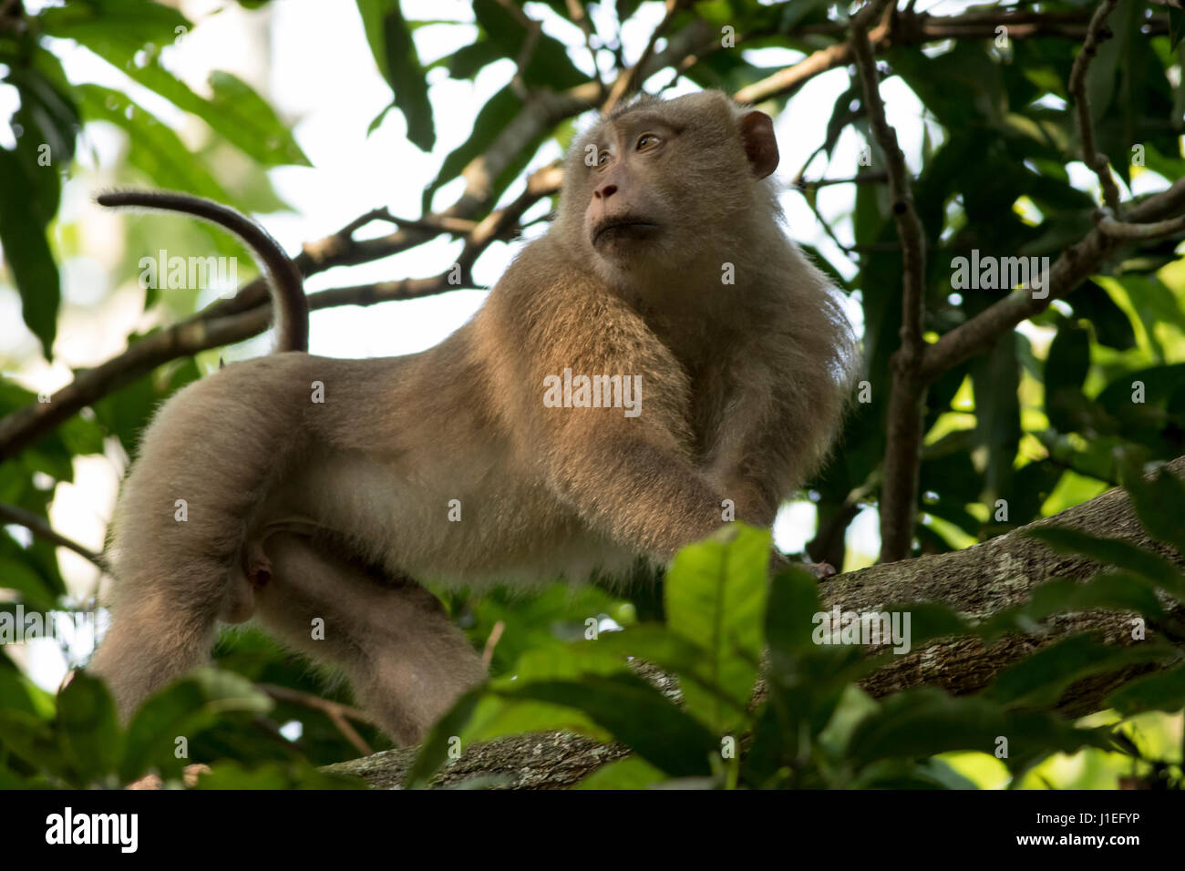 Pig-tailed Macaque (Macaca Leonina) locally called Kulu Banar at ...