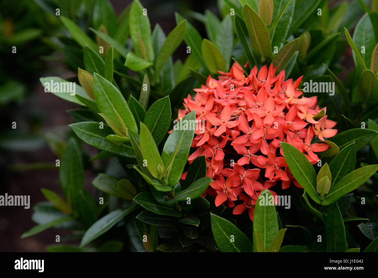 Red Ixora tropical flower blooming in garden Stock Photo - Alamy
