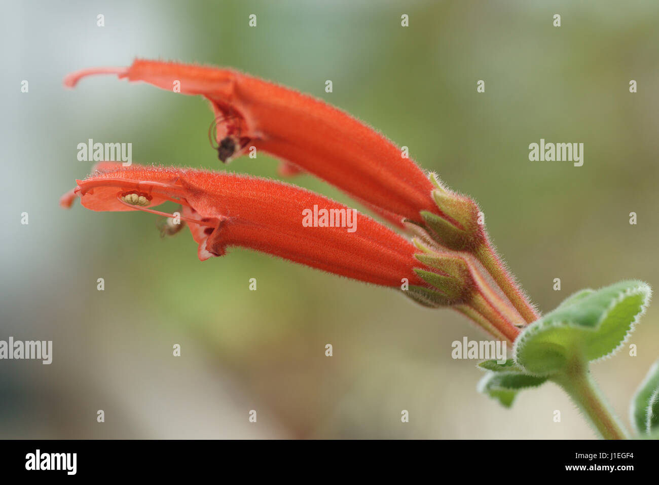 Sinningia hi-res stock photography and images - Alamy