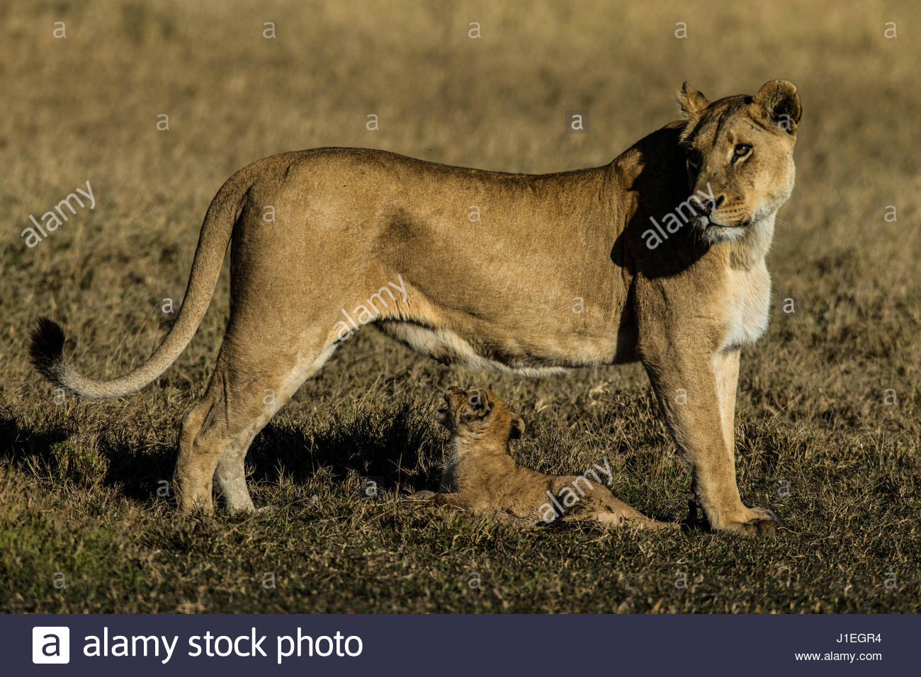 Lioness Sitting Side View Stock Photos & Lioness Sitting Side View ...