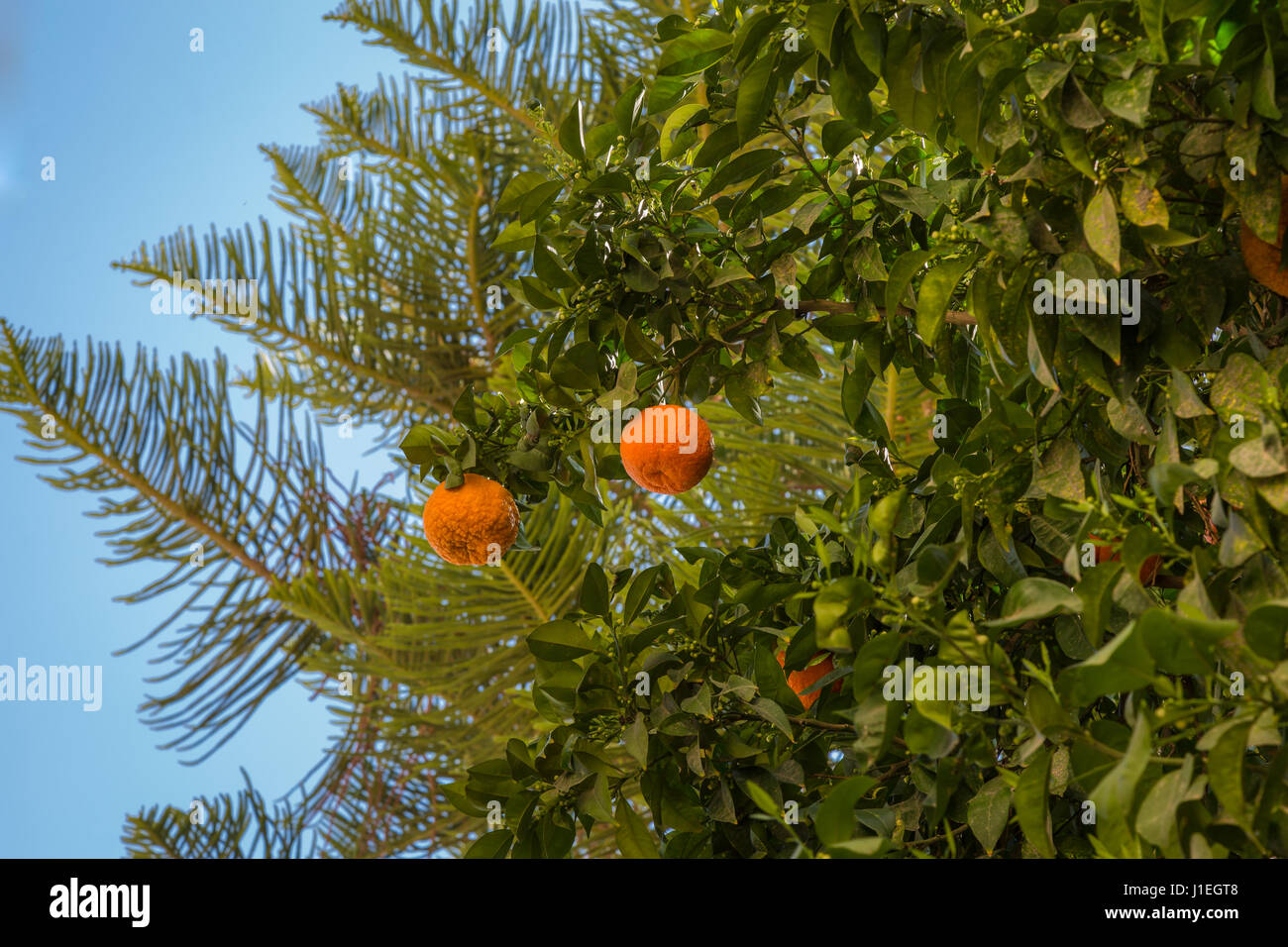 Orange tree fruit morocco hi-res stock photography and images - Alamy