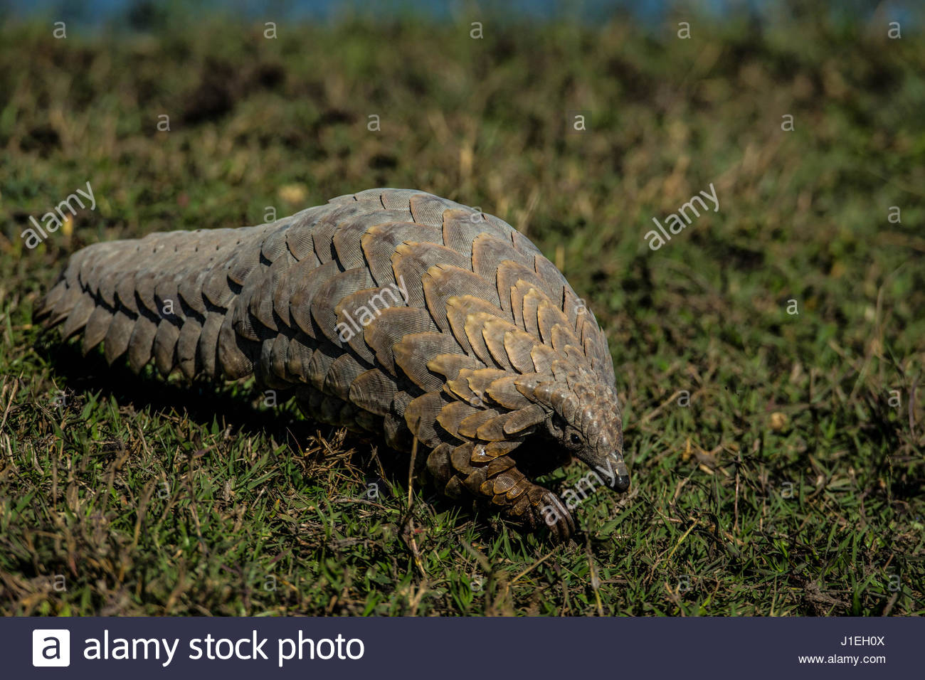 Pangolin Stock Photos & Pangolin Stock Images - Alamy