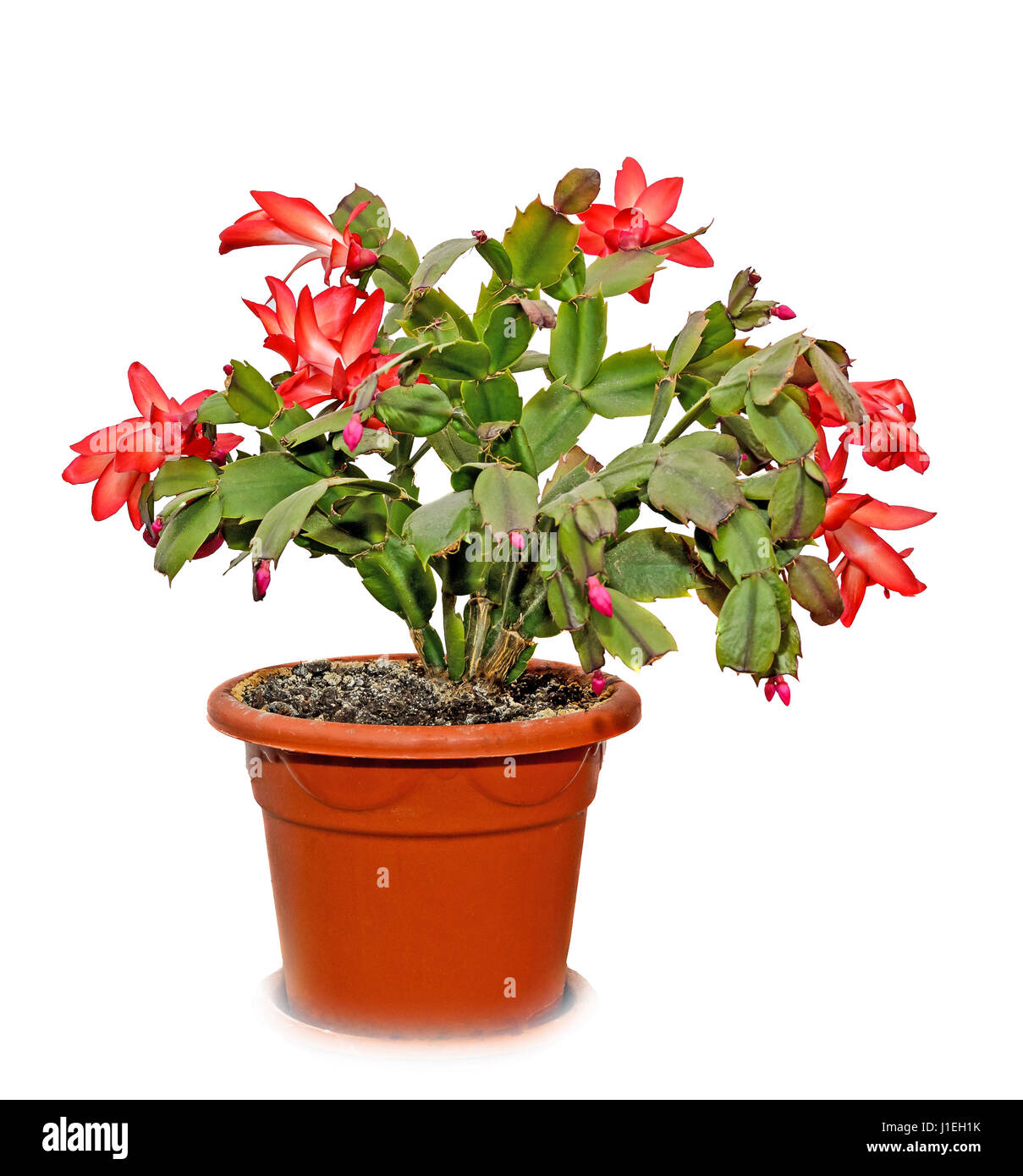 Zygocactus truncatus Cut Out Stock Images & Pictures - Alamy