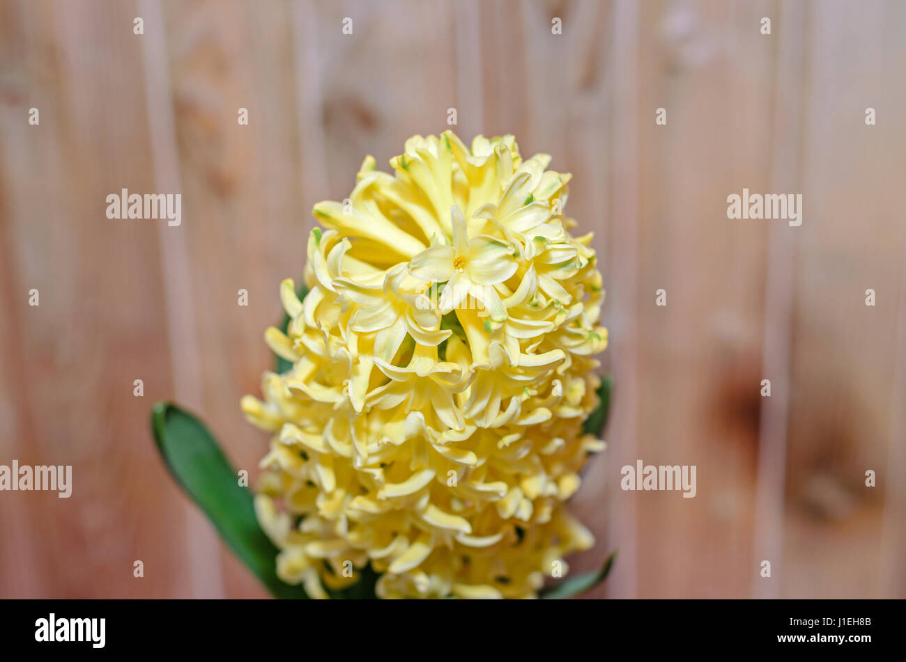 Yellow Hyacinthus orientalis, garden hyacinth flowers bulb, wooden ...