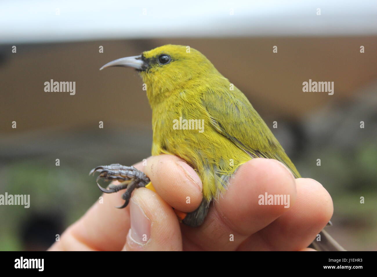 Biologists examine and weigh a captured Amakihi bird for banding at the ...