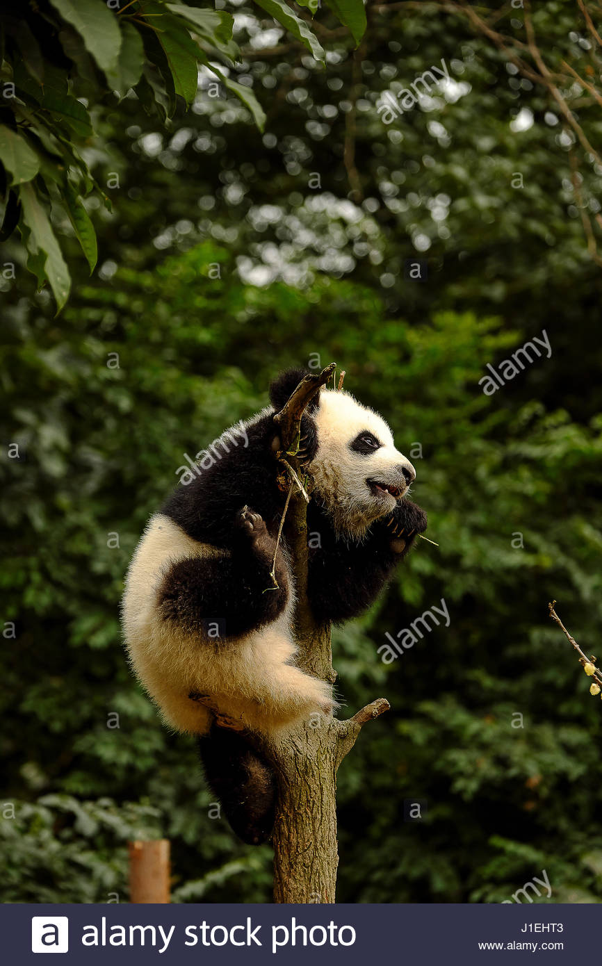 Captive Breeding Of Animals Stock Photos & Captive Breeding Of Animals ...
