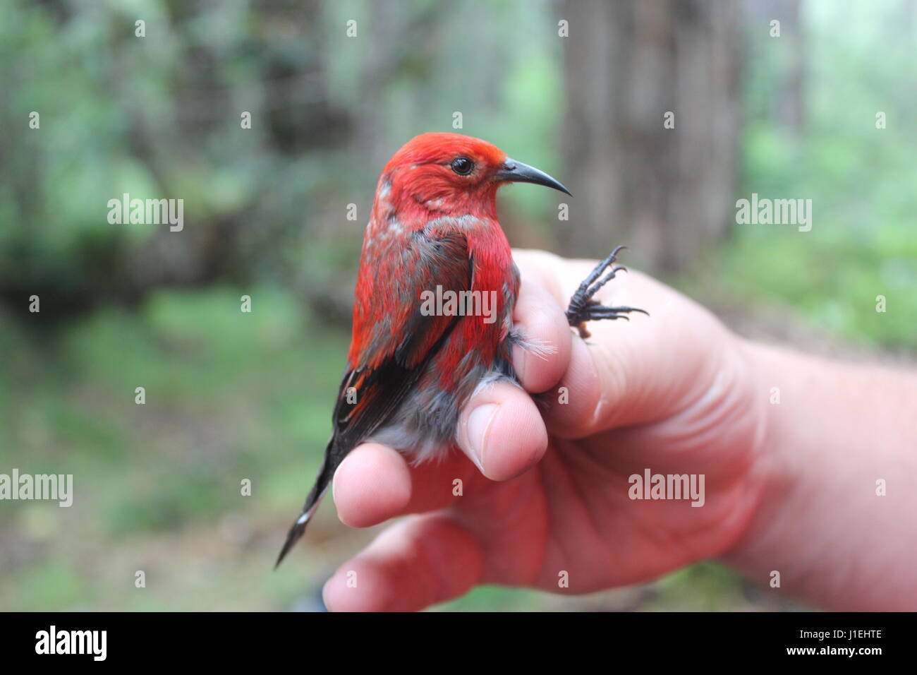 Apapane bird hi-res stock photography and images - Alamy