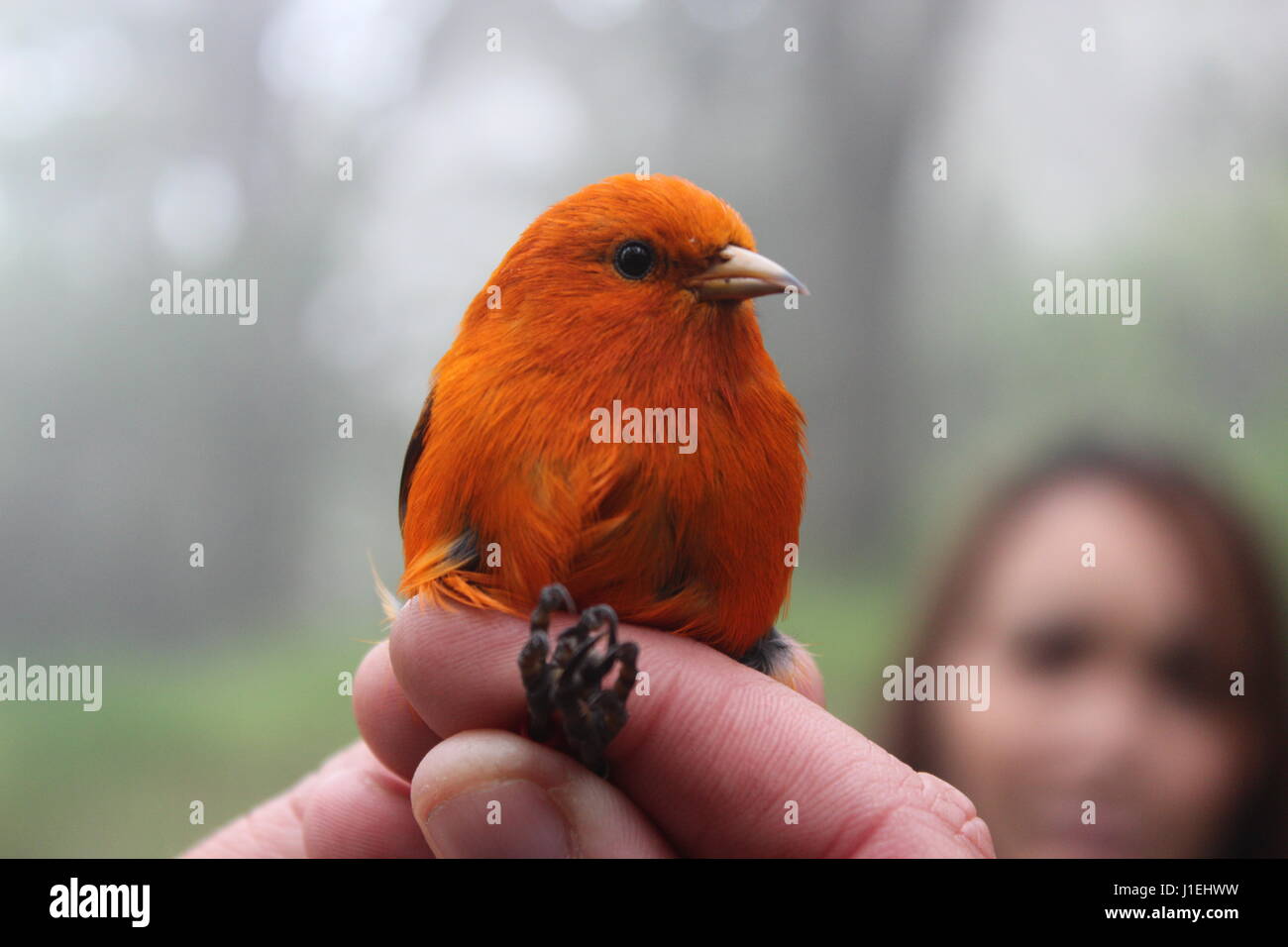 Biologists examine and weigh a captured endangered Akepa bird for ...