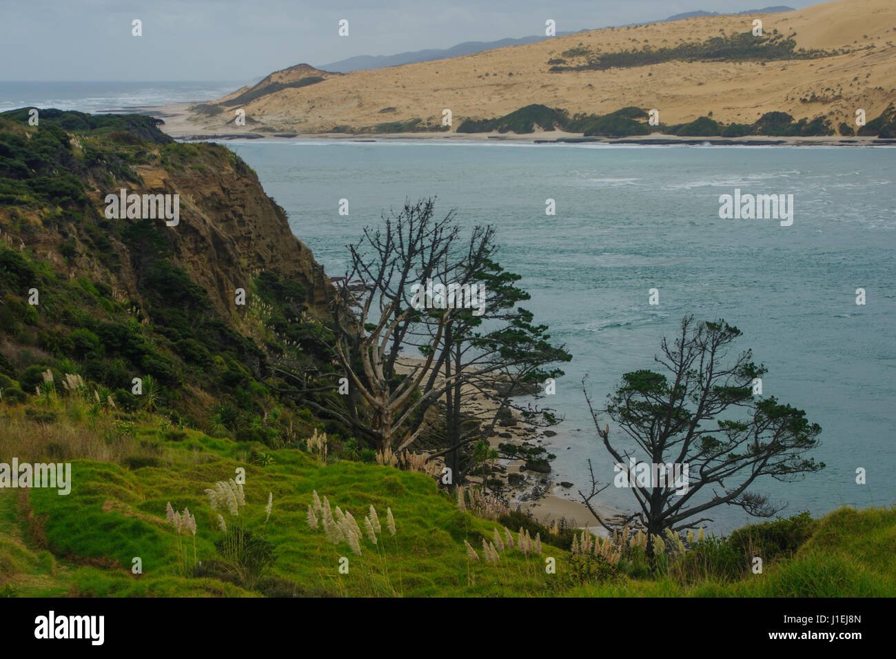Landscape in Kauri, Northland, North Island, New Zealand Stock Photo ...