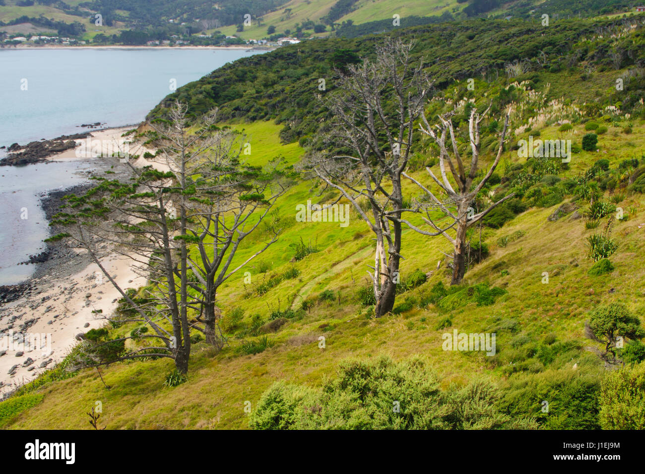 Landscape in Kauri, Northland, North Island, New Zealand Stock Photo ...