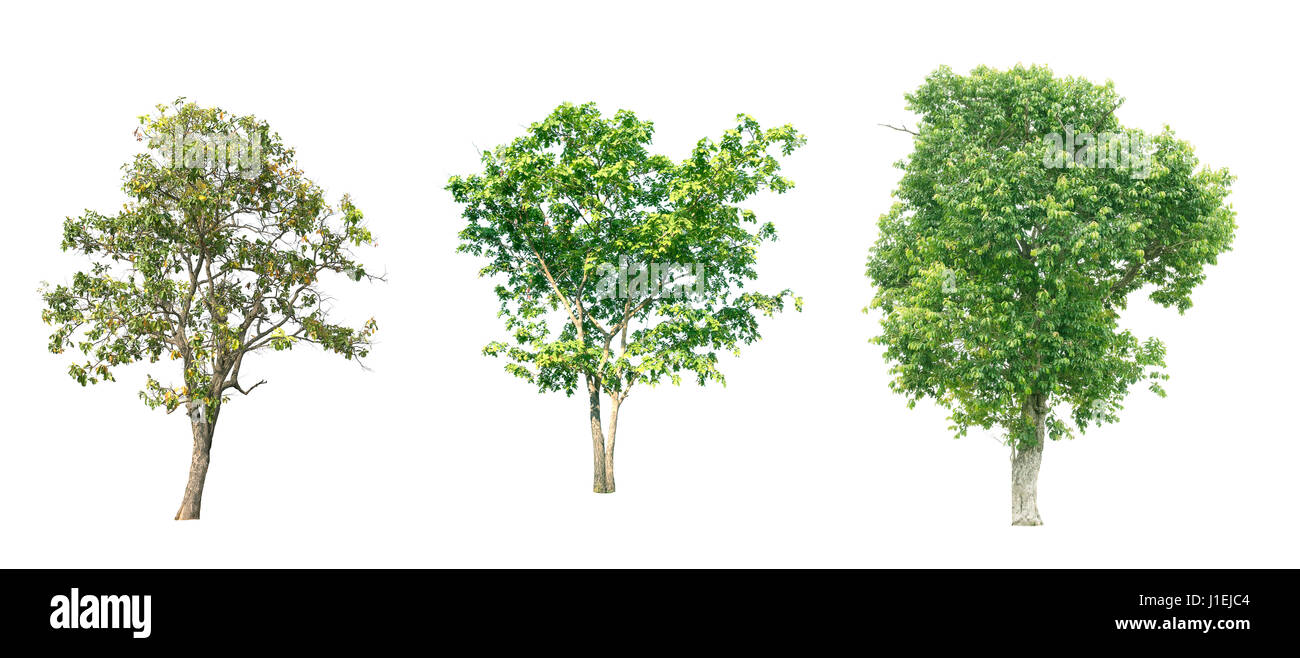 Isolated tree, Tree on white background, Collection of tree Stock Photo ...