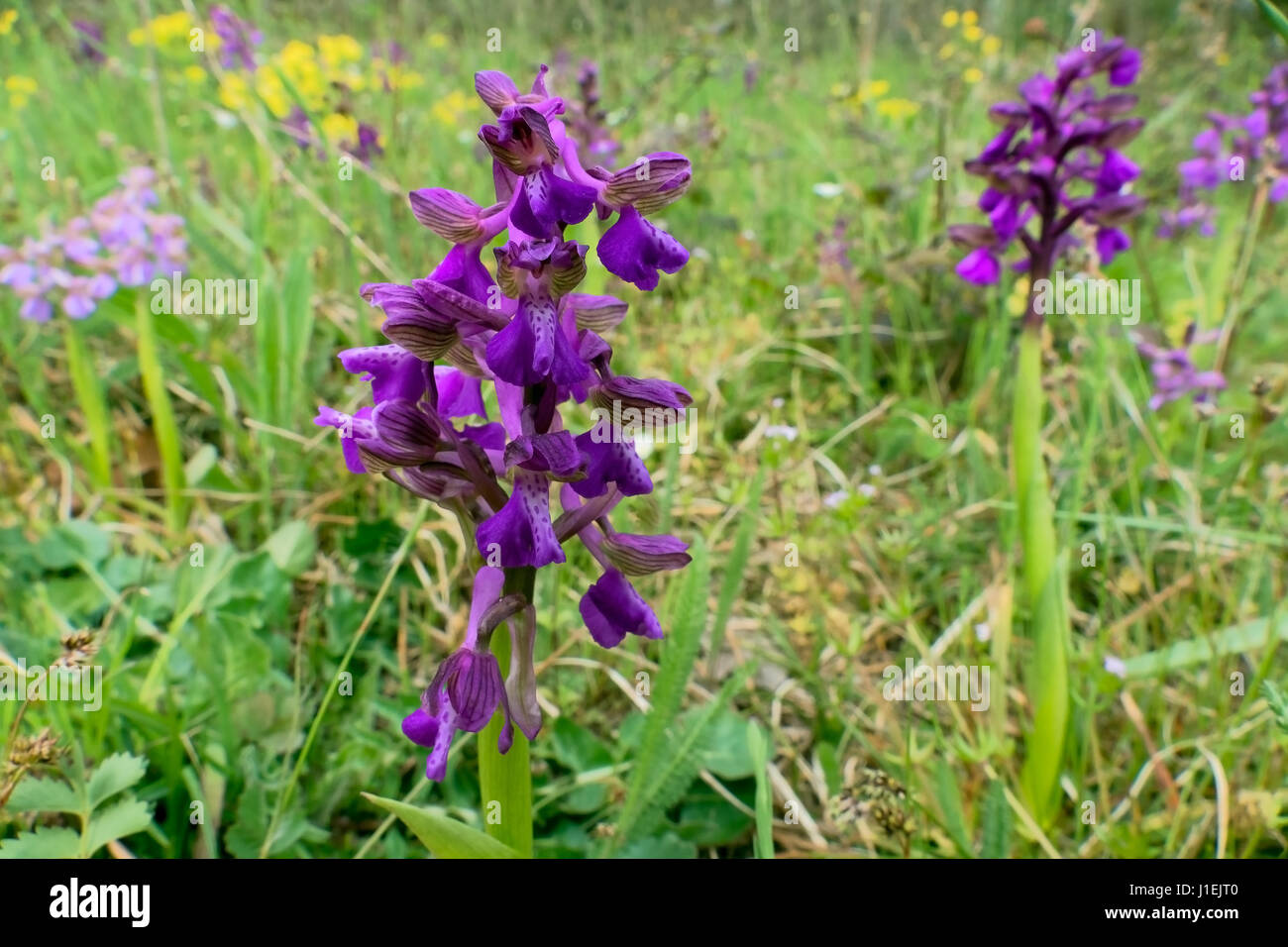 Lutea orchis hi-res stock photography and images - Alamy