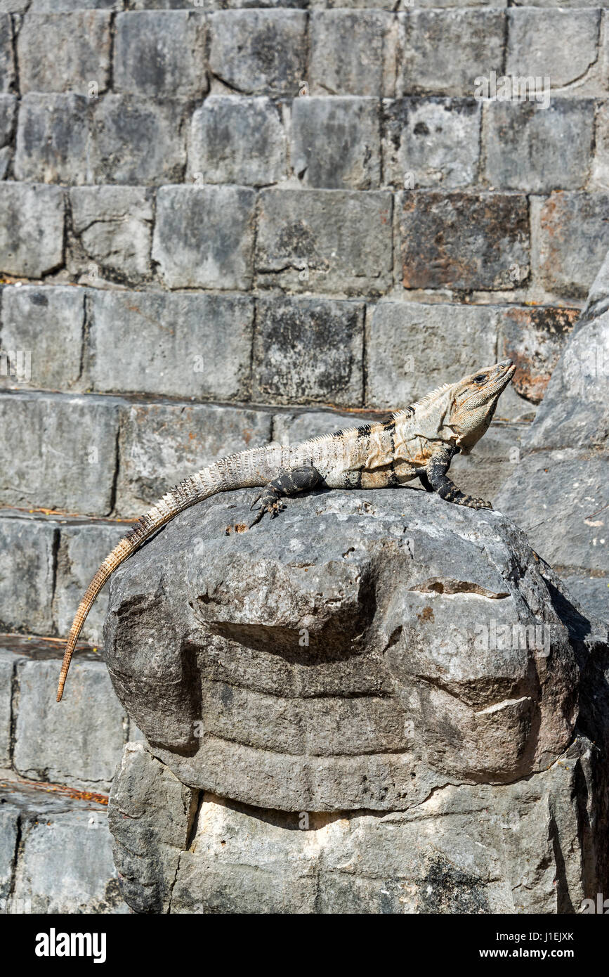 Iguana on a large stone snake head in the ruins of Chichen Itza, Mexico ...