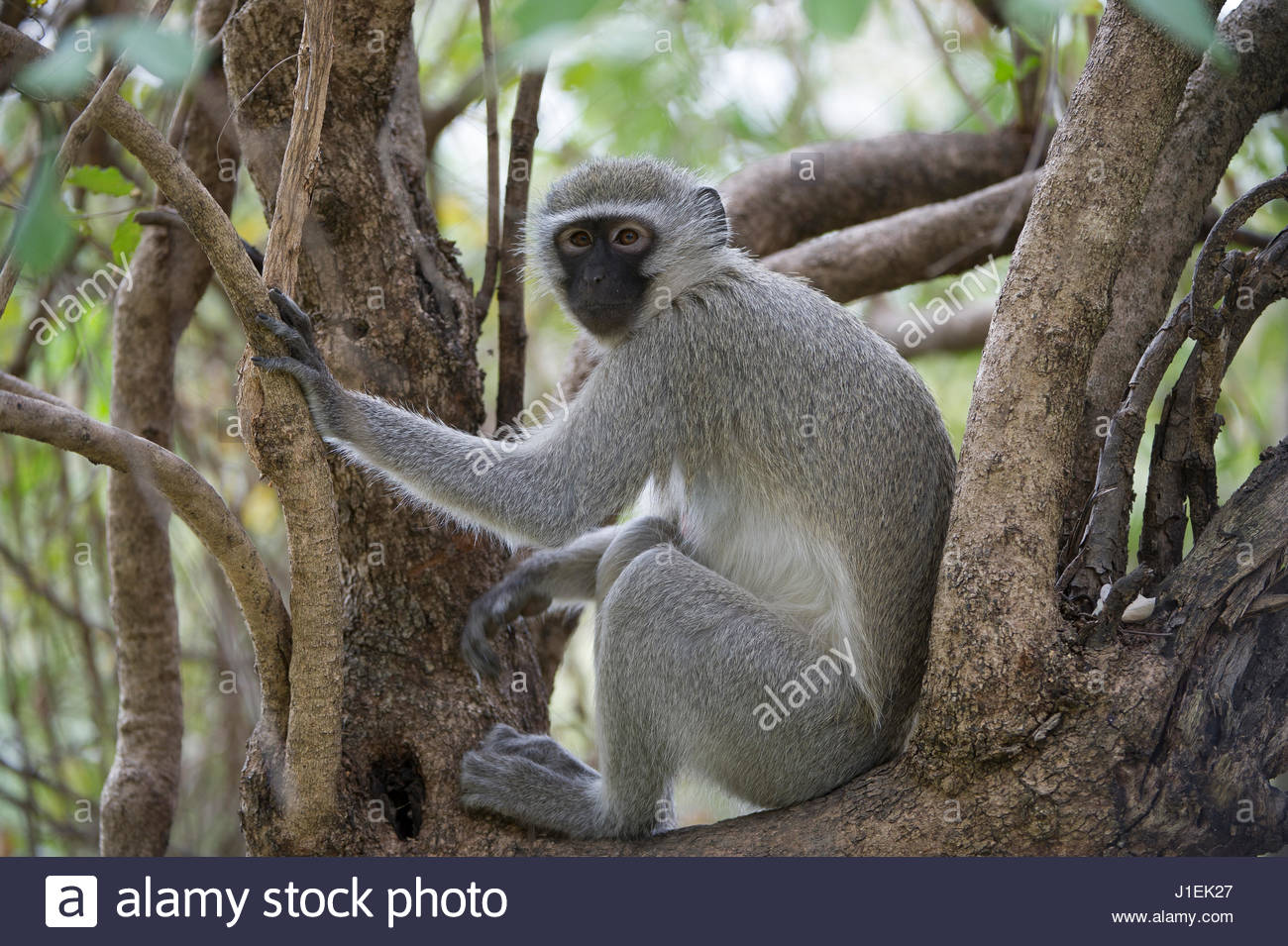 Black Monkey Stock Photos & Black Monkey Stock Images - Alamy