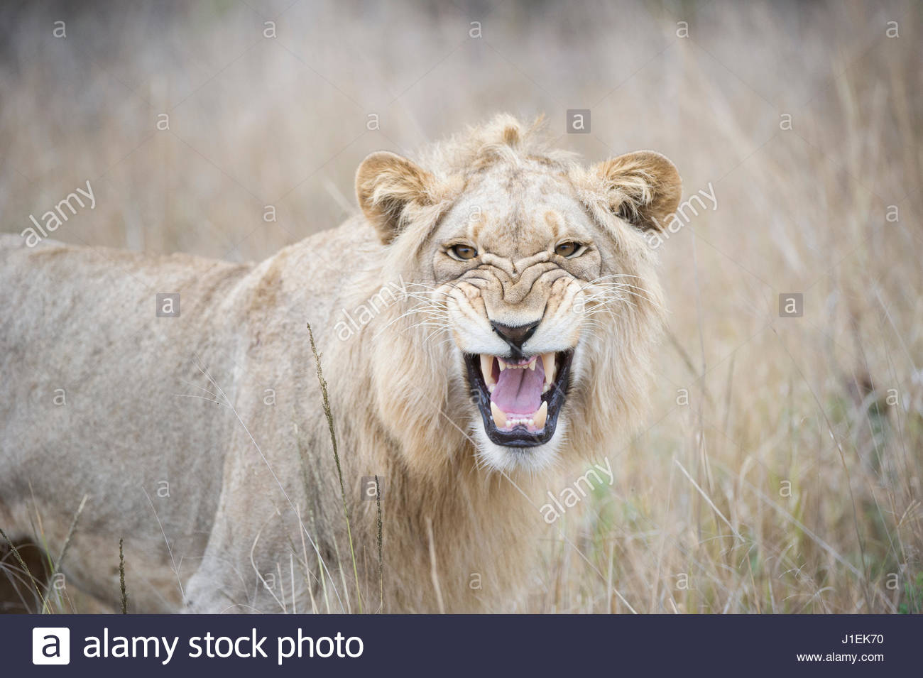 Lion Teeth Stock Photos & Lion Teeth Stock Images - Alamy
