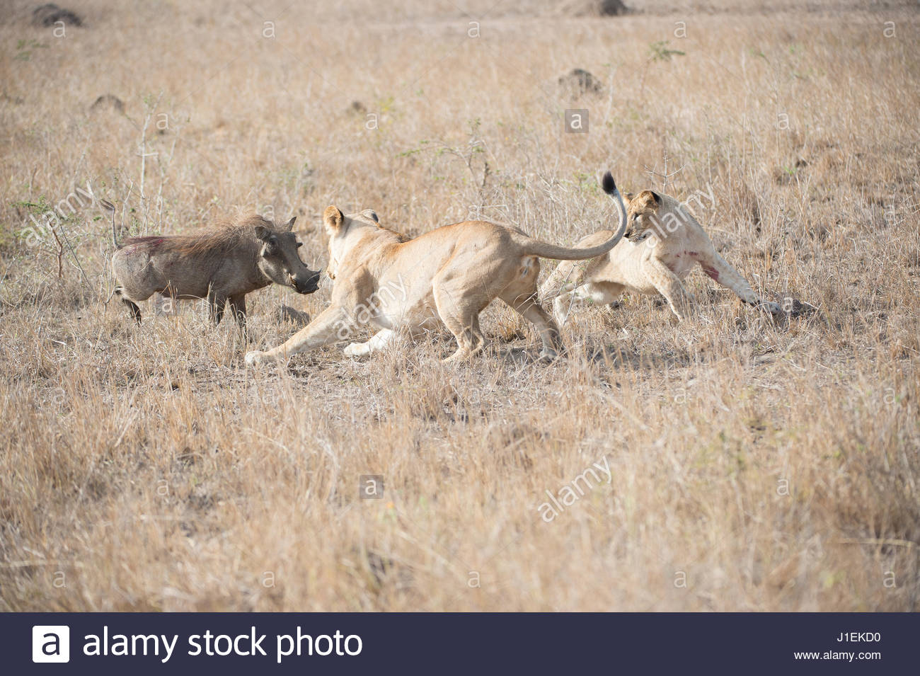 Small Lion Cub High Resolution Stock Photography and Images - Alamy
