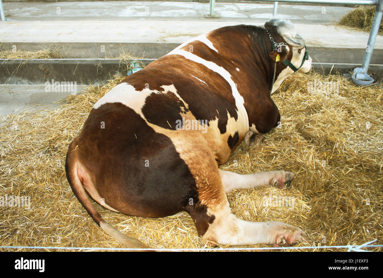 Angus bull profile hi-res stock photography and images - Alamy