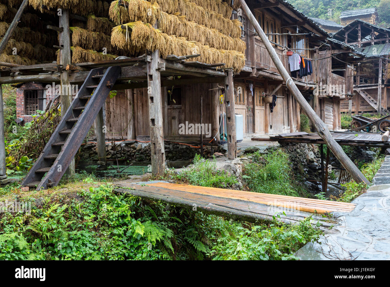 Rice drying hi-res stock photography and images - Alamy