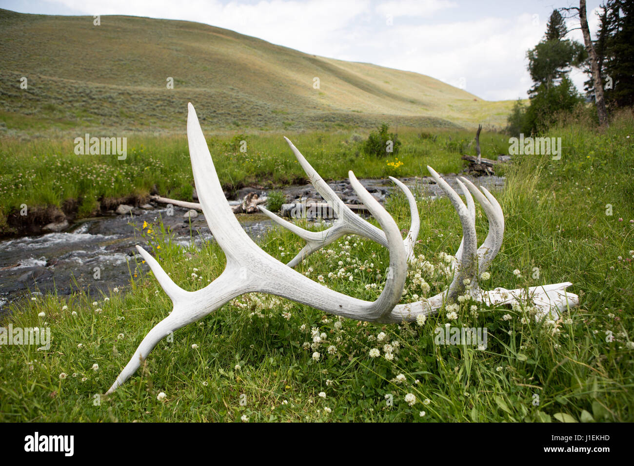 Skull antlers hi-res stock photography and images - Alamy