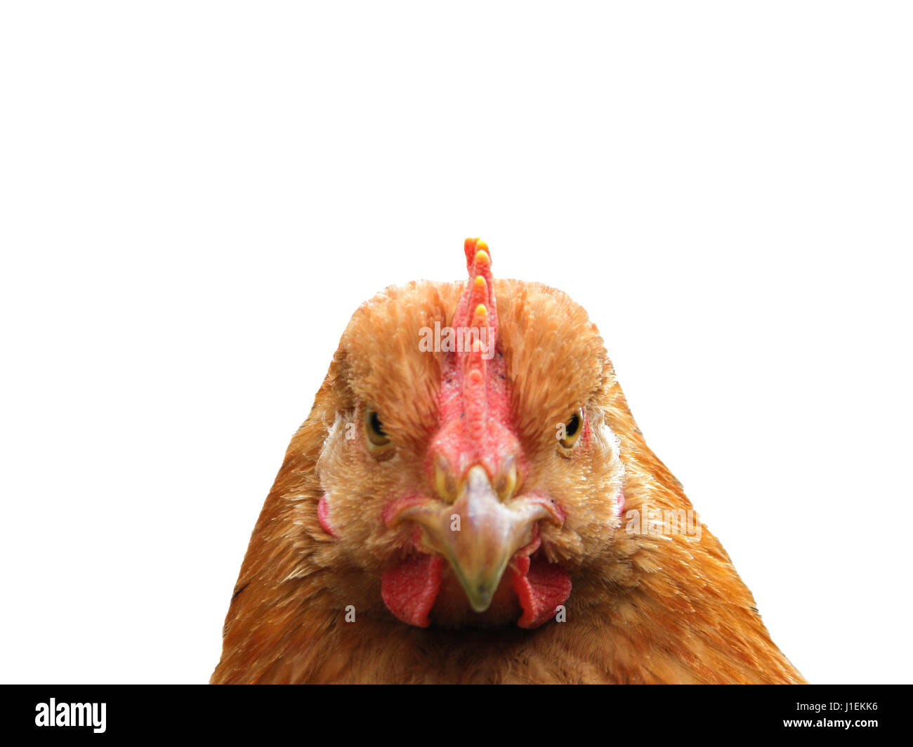 The head of a chicken is close-up Stock Photo - Alamy