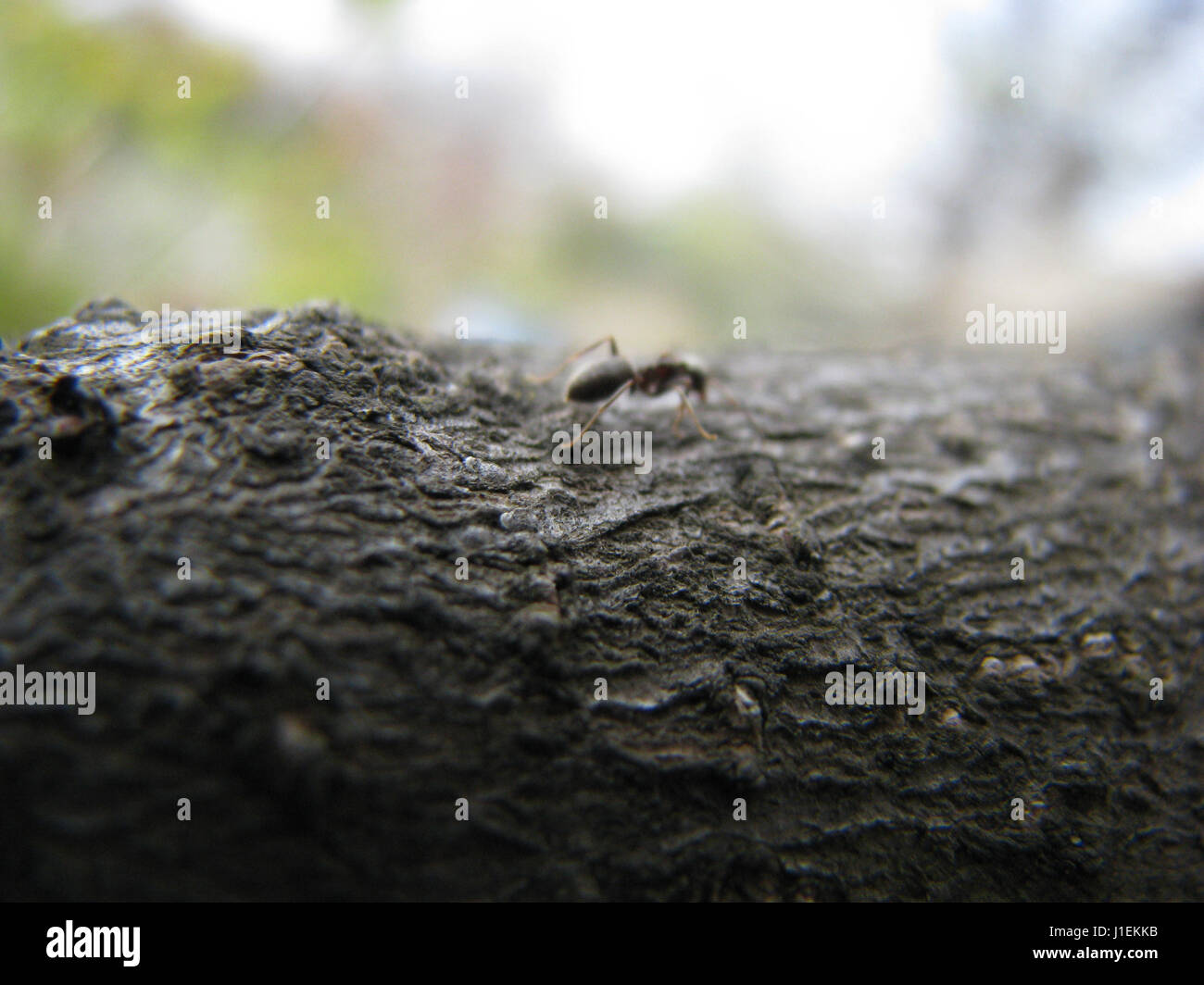 Black worker ant hi-res stock photography and images - Alamy