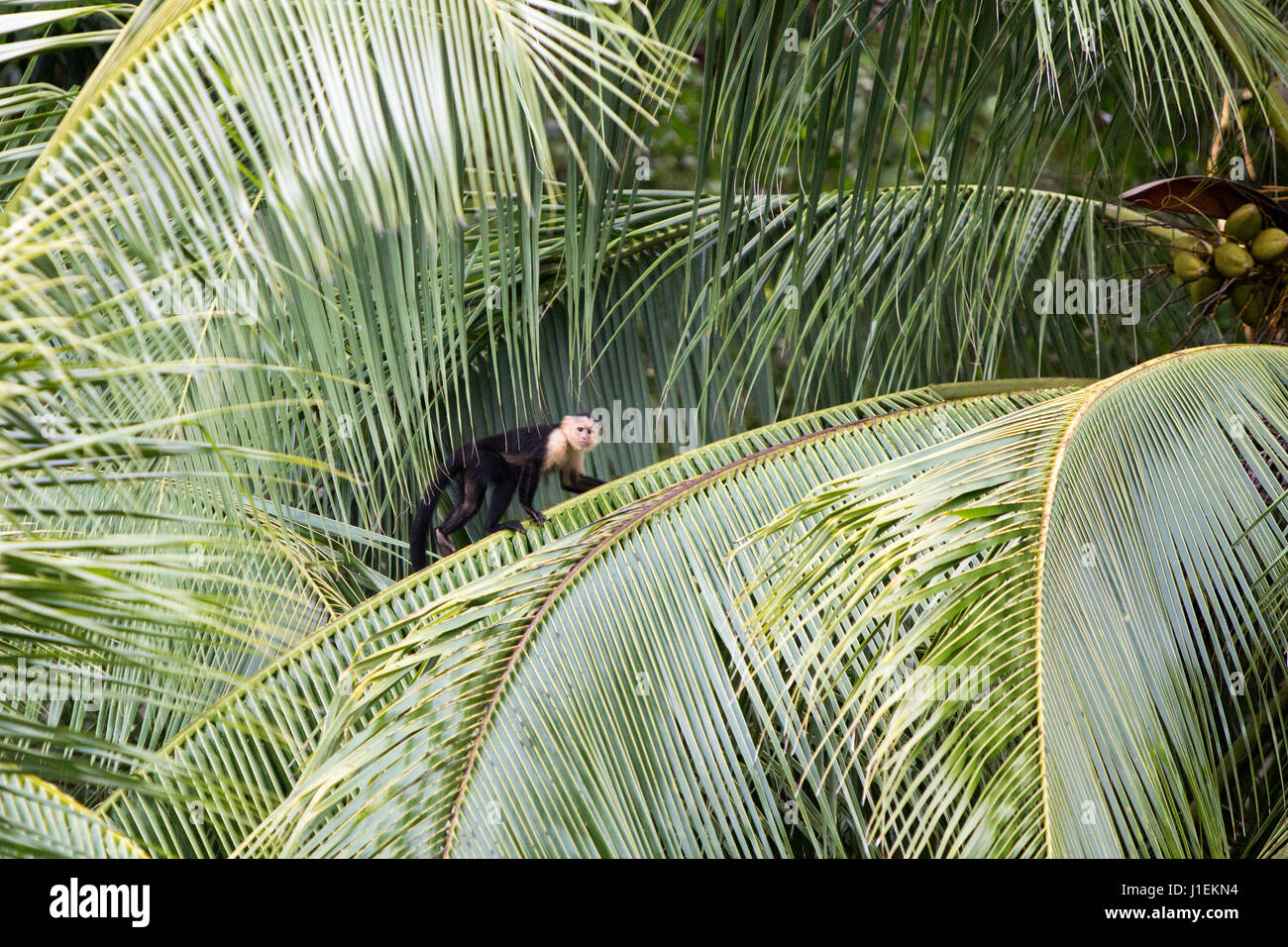 Palm Spine High Resolution Stock Photography and Images - Alamy