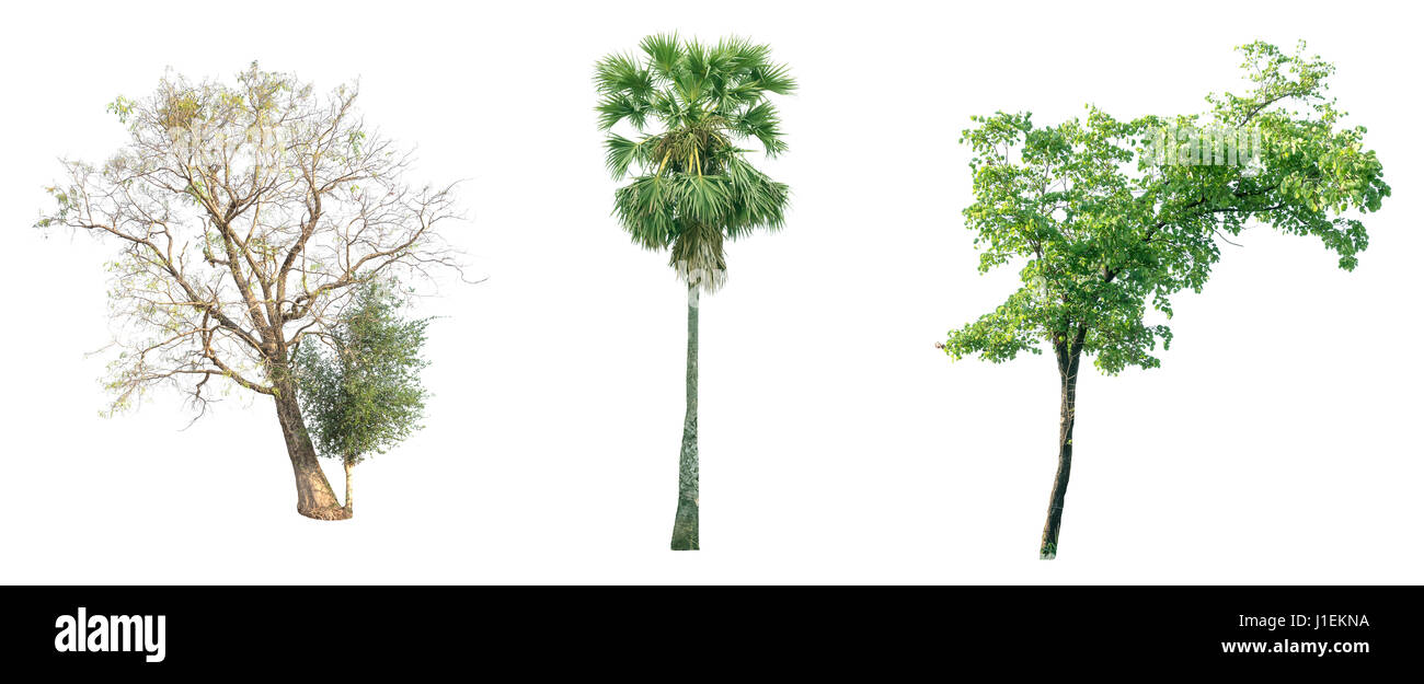 Isolated tree, Tree on white background, Collection of tree Stock Photo ...