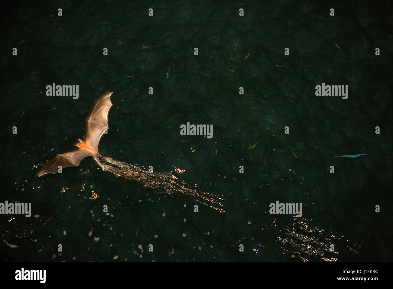 Attracted animals hi-res stock photography and images - Alamy