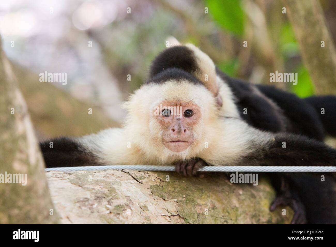 Female white faced capuchin hi-res stock photography and images - Alamy