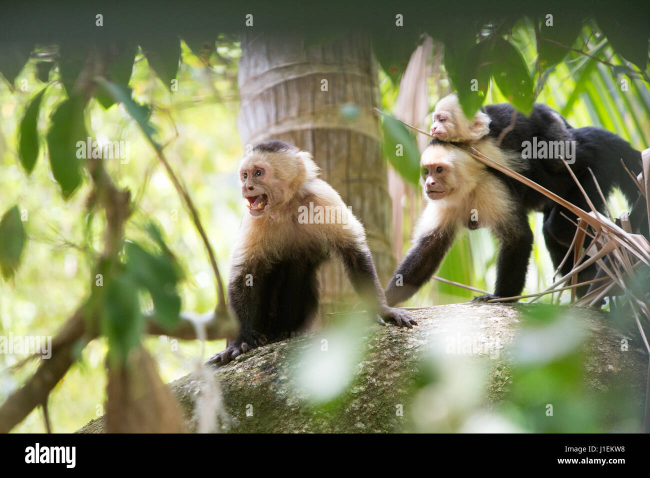 Several white-faced capuchin monkeys climb on a tree through foliage in ...